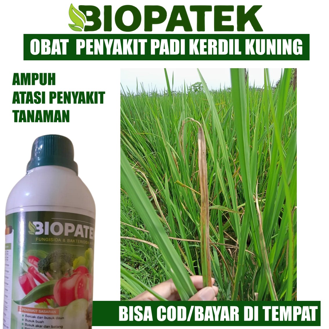 FUNGISIDA Obat Padi Kerdil Daun Kening Terbaik BIOPATEK 500 ML - Obat Padi Daun Kuning/Virus ...