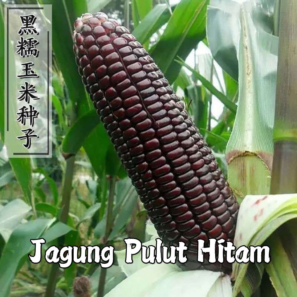 Biji Bernih Jagung Pulut Hitam (15 Seeds) / 黑糯玉米籽/ Sweet Glutinous ...