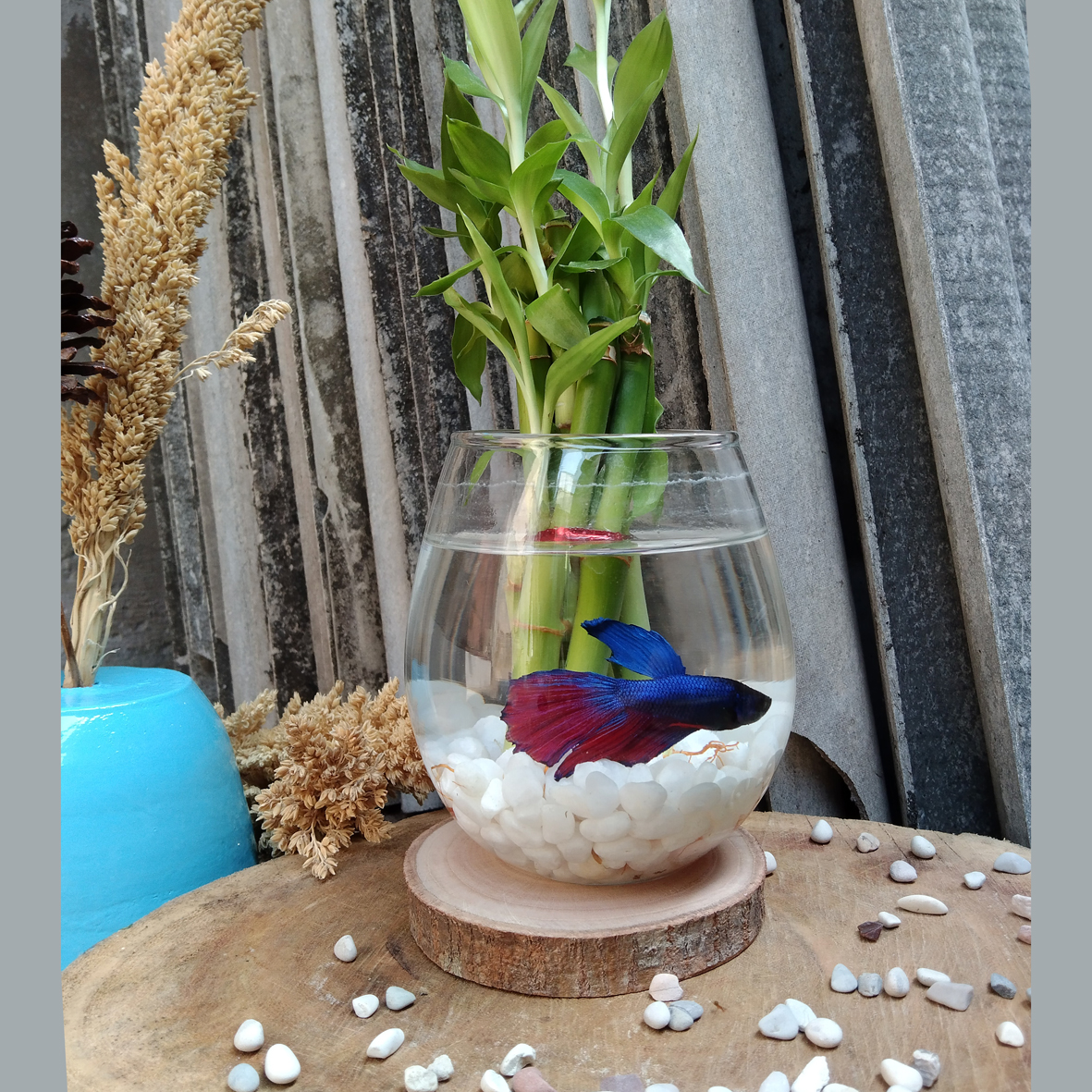 Vas Bunga Kaca Aquarium Ikan Cupang Pot Tatakan Gelas Tanaman Bambu ...