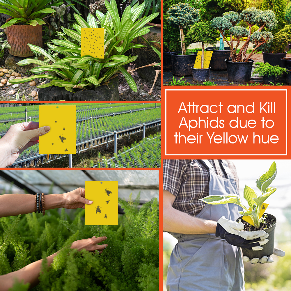 (Pack of 10) W Home Aphid Glue Trap | Insect Killer Traps | Daraz.pk