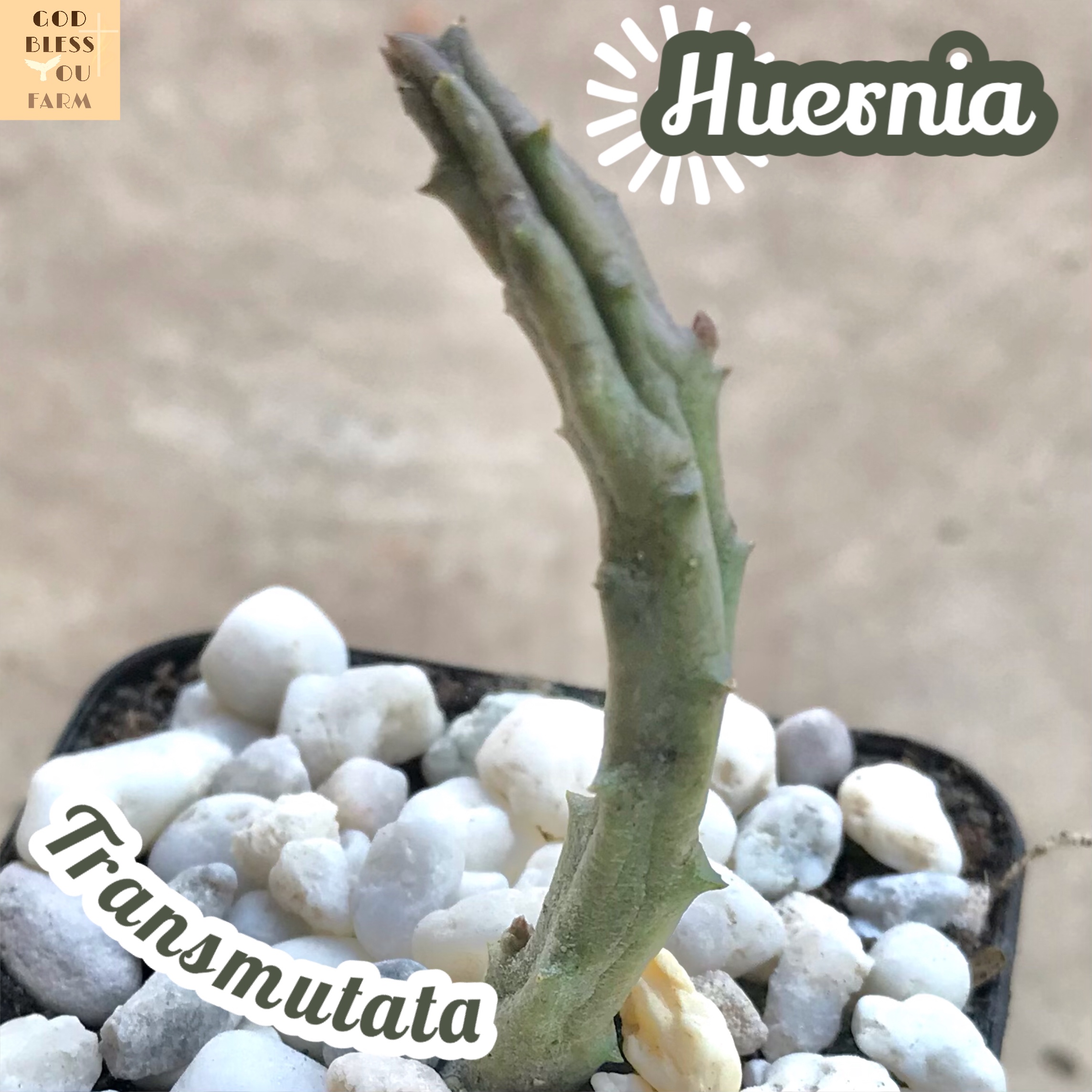 [เก๋งจีนดอกแดงเข้ม] Huernia Transmutata ส่งพร้อมกระถาง แคคตัส Cactus ...
