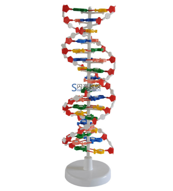 DNA Double Helix Tools DIY Structure Model Student Teaching Biological ...