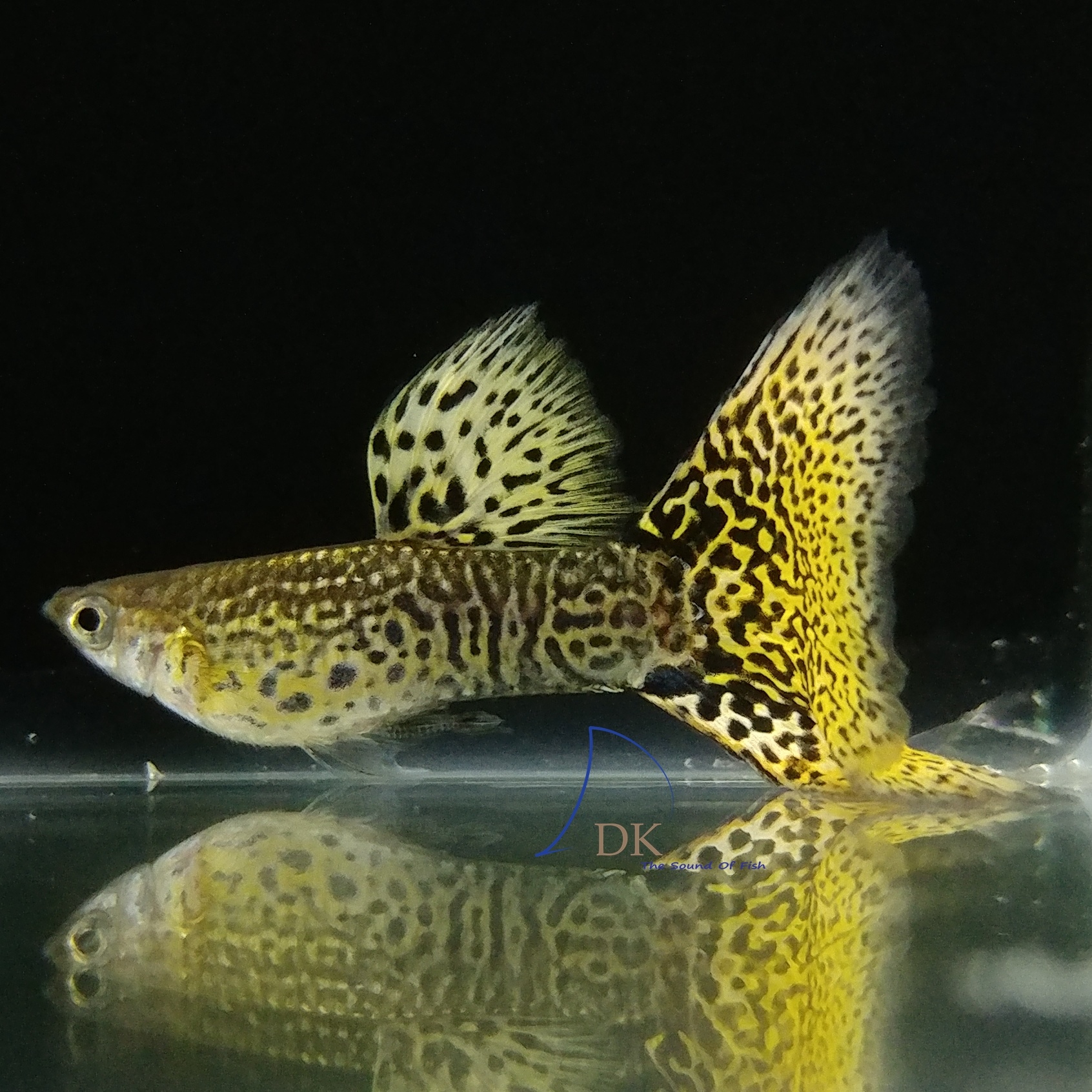Yellow Snake Skin (swallow gene) guppy fish Grade A pure strain 黄蛇纹 ...