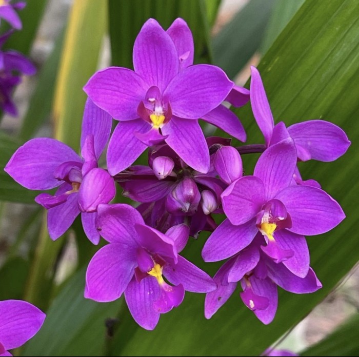 Tanaman hias anggrek tanah spathoglottis/ purple stars tanaman hidup ...