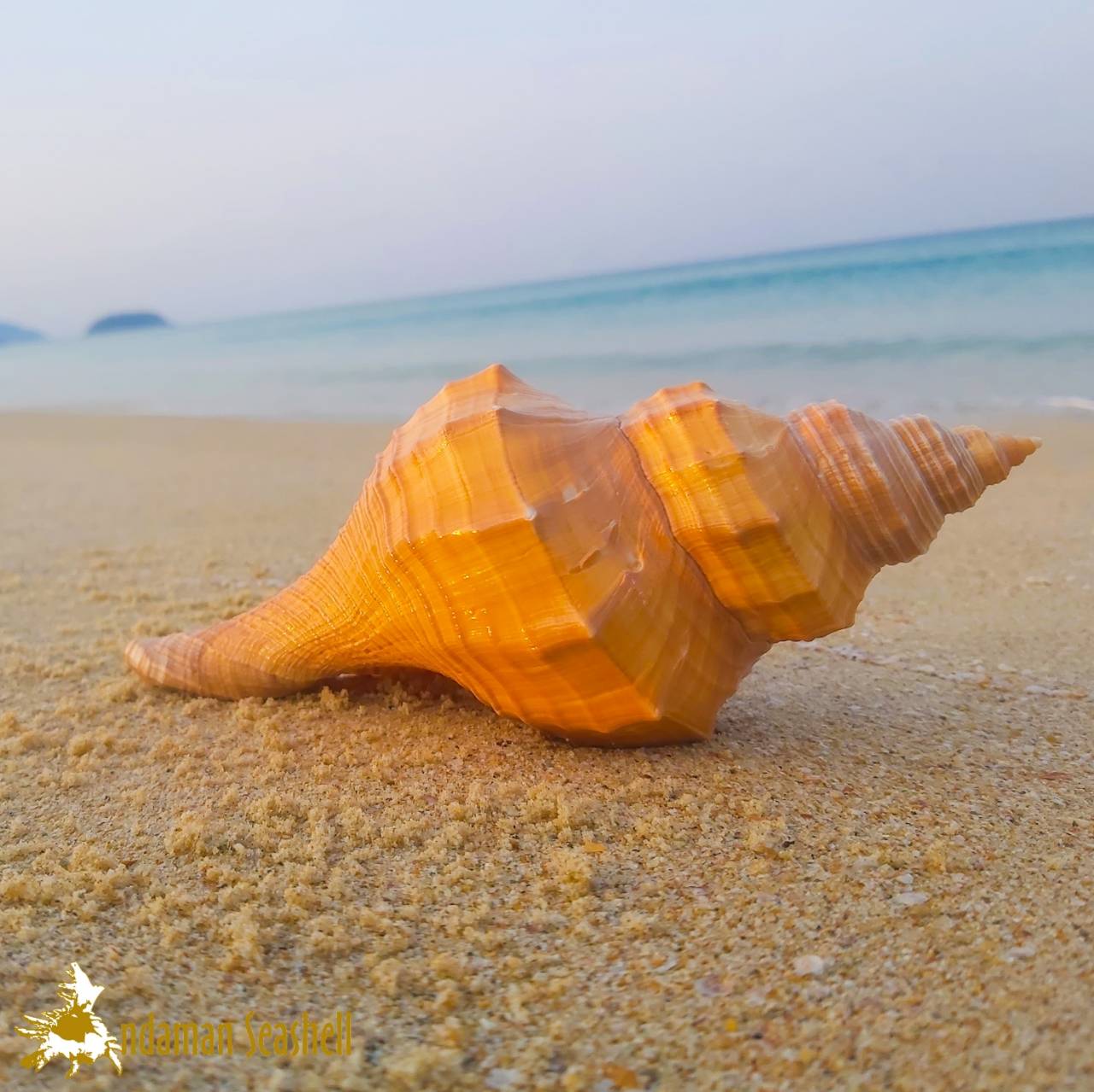 Andaman seashell เปลือกหอย หอยโมฬี (Hemifusus tuba) | Lazada.co.th