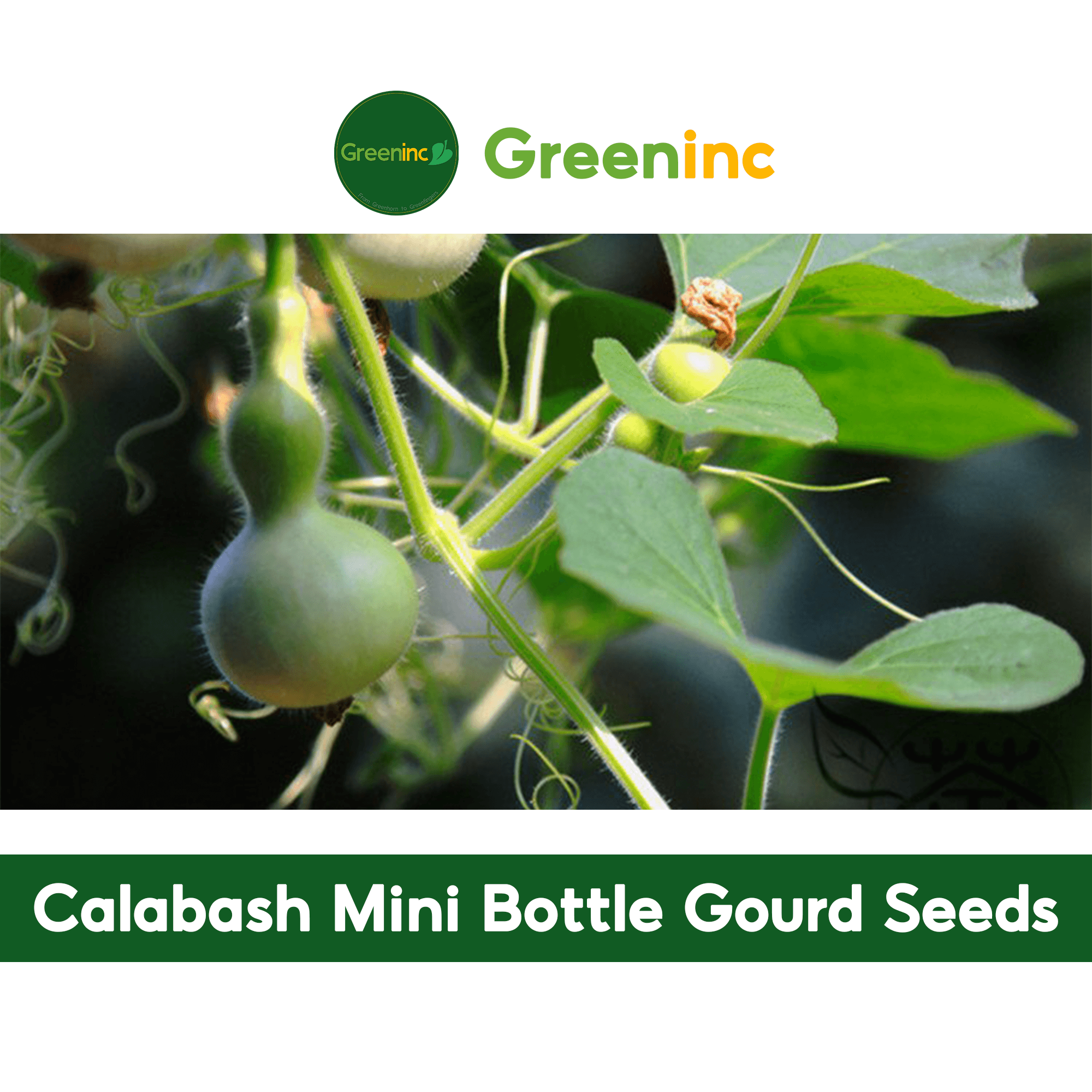 Calabash Mini Bottle Gourd Seeds (宝葫芦) Premium Seeds from SG | Lazada ...