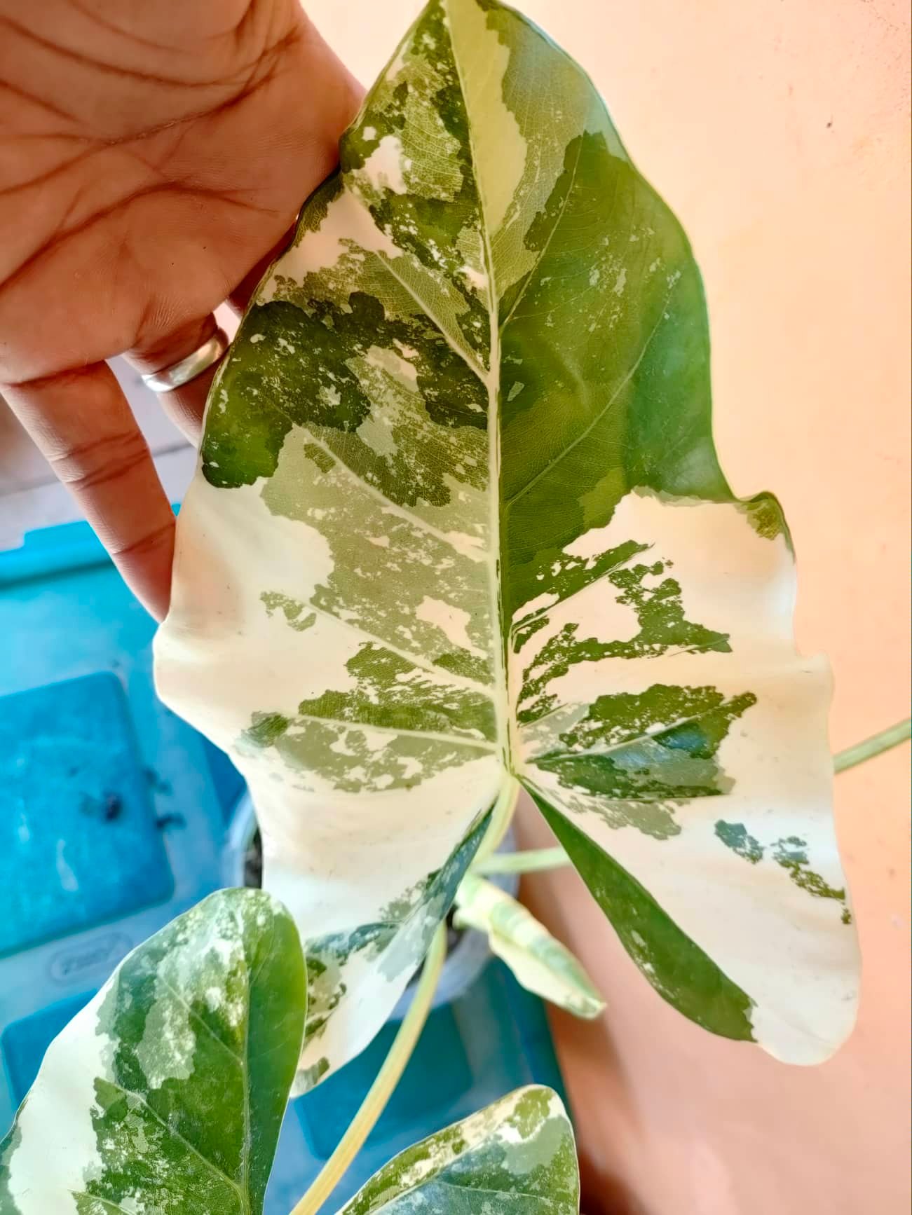 GIANT ELEPHANT EAR AND VARIEGATED ALBO ALOCASIA LIVE PLANT REAL PLANT ...
