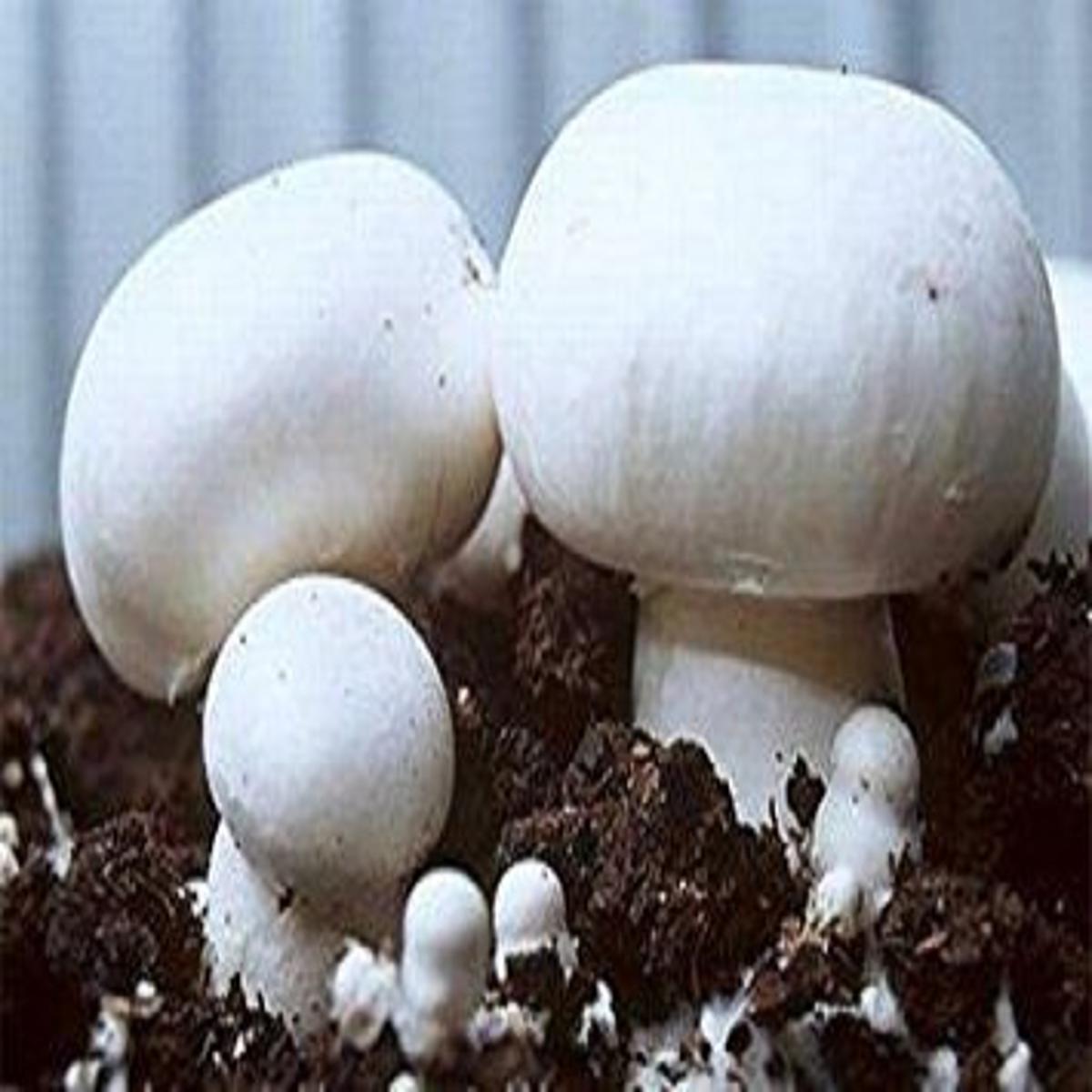 Button Mushroom Spawn Seeds | Daraz.pk