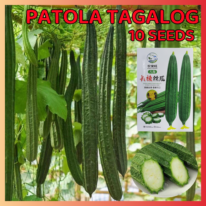 เมล็ดพันธุ์ ต้นหอมญี่ปุ่น ต้นหอม คุณภาพ 10 เมล็ด เมล็ดพันธุ์ ผัก Patola ...