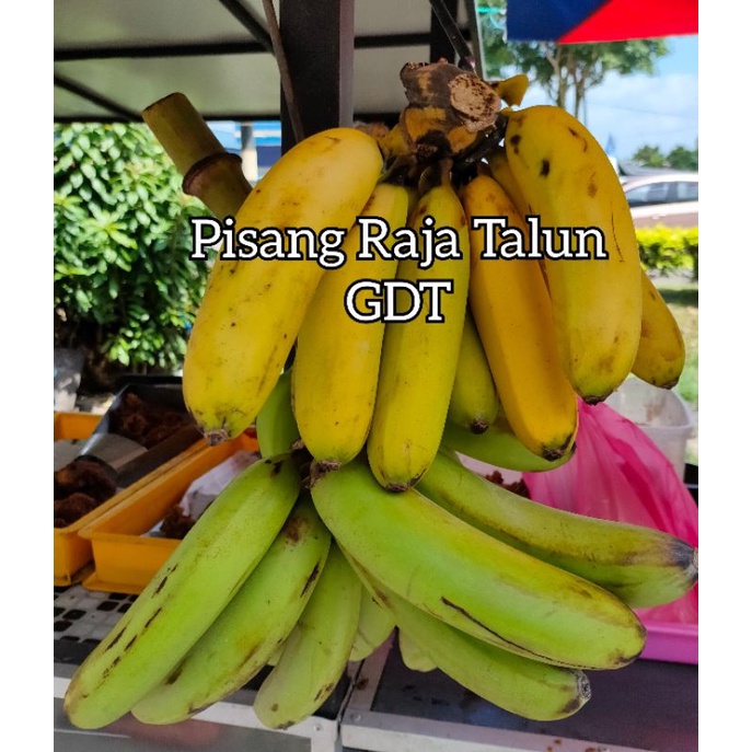 POKOK PISANG RAJA TALUN / RAJA TALON / TOMAN- BANANA | Lazada