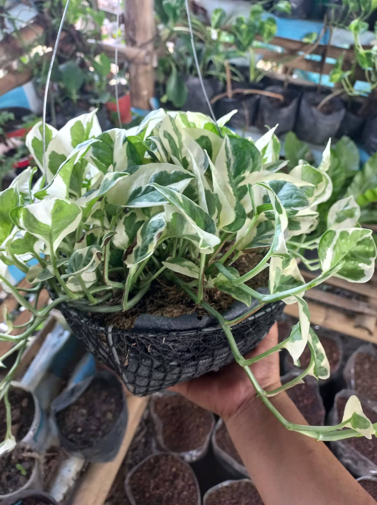 NJOY PHOTOS VARIETY OF PHOTOS HANGING PLANTS LIVE OF REAL PLANT INDOOR ...