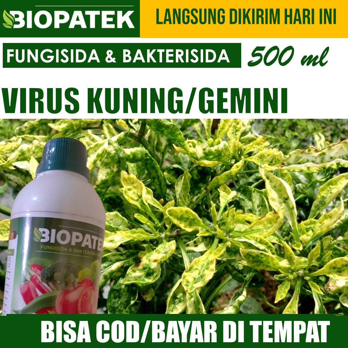 BIOPATEK BAKTERISIDA Obat Virus Kuning Gemini & Keriting Daun Cabe ...