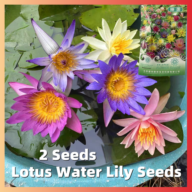 Buto Ng Bulaklak Easy To Grow In Philippines - 2 Seeds Random Color ...
