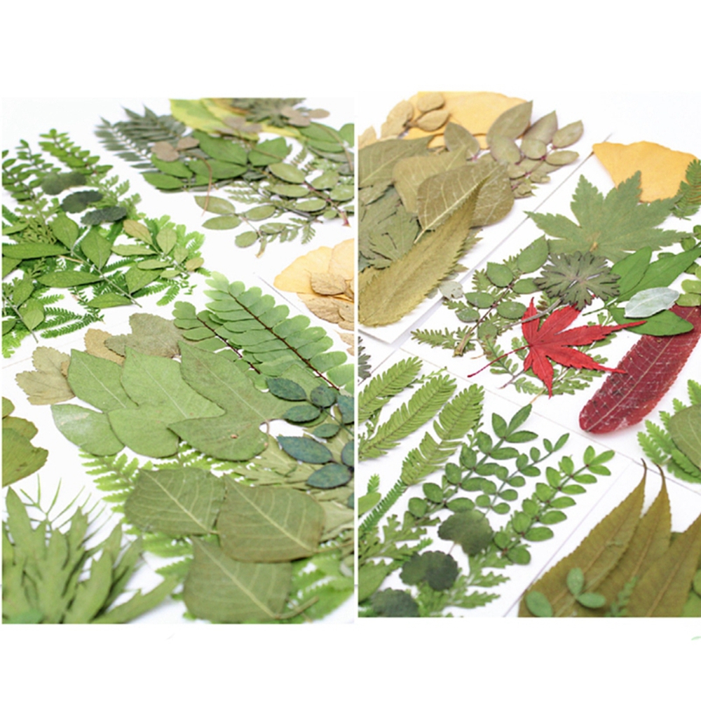 Real Dried Pressed Leaves Herbarium Leaves Petals Mixed Daisies Leave ...