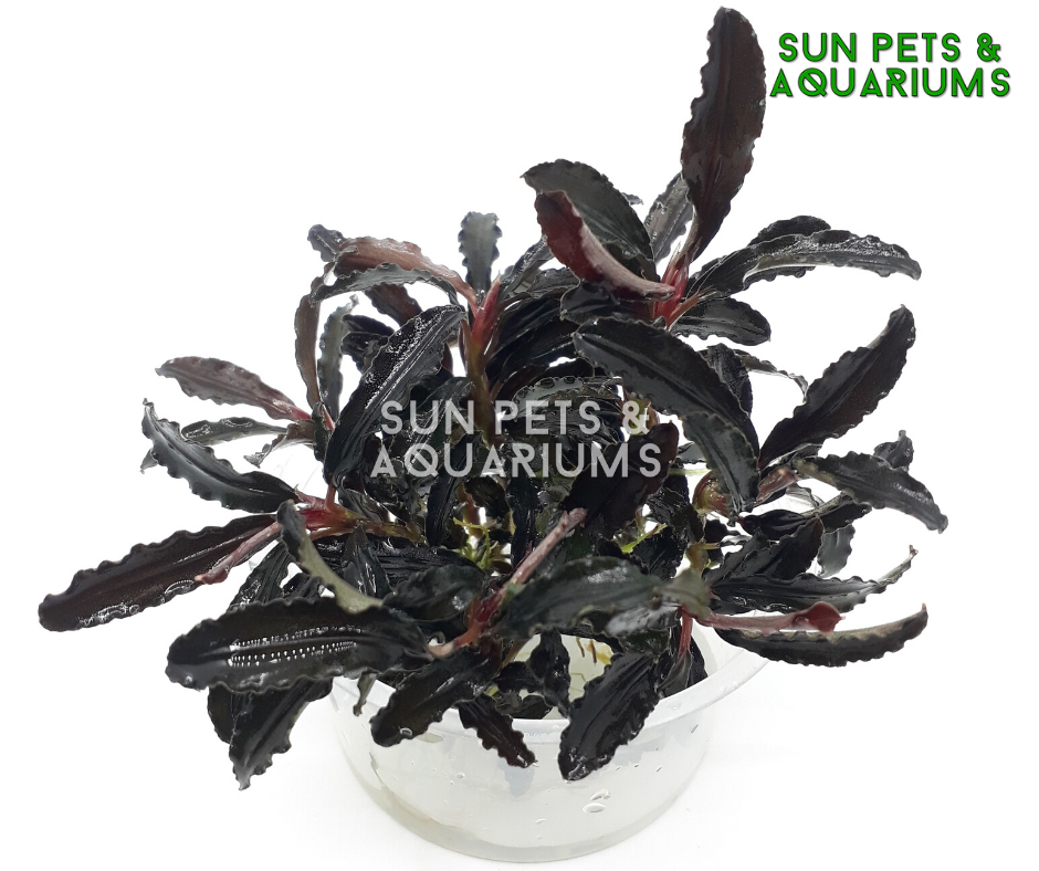 BUCEPHALANDRA GODZILLA (KEDAGANG RED) FRESHWATER PLANT X 3 STALKS L412 ...