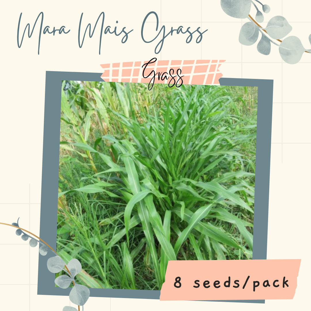 Mara Mais Grass Seeds for Planting (8 seeds) GRASS | Lazada PH