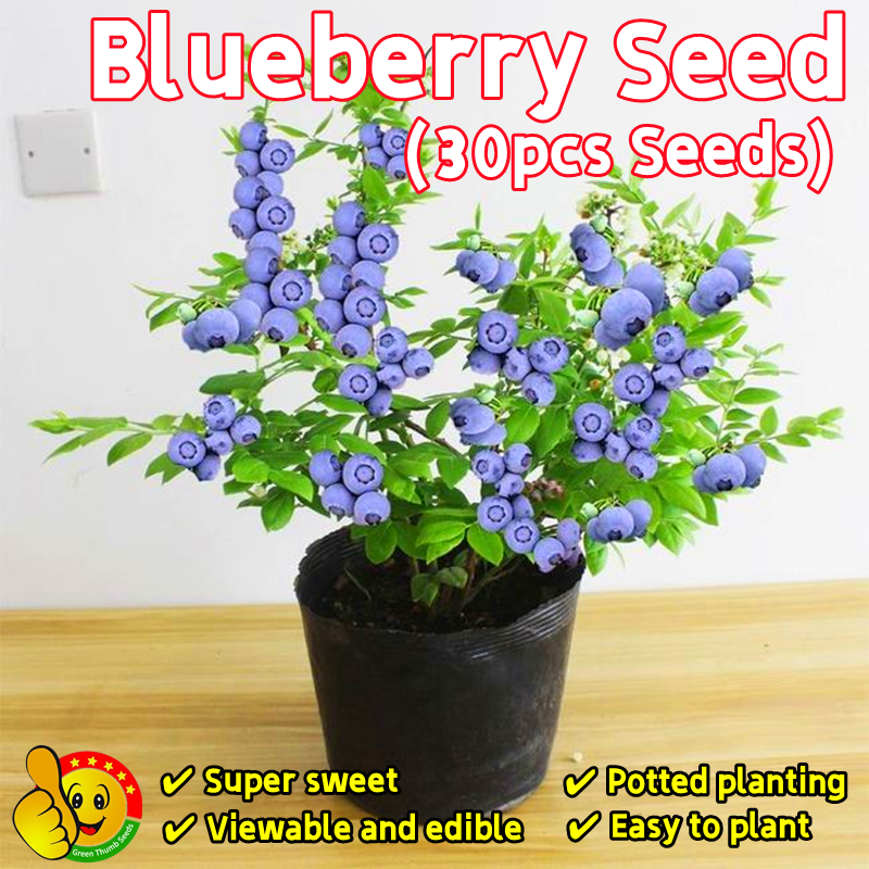 100% Original Dwarf Blueberry Plant Seeds for Sale (Fresh 30pcs Seeds ...