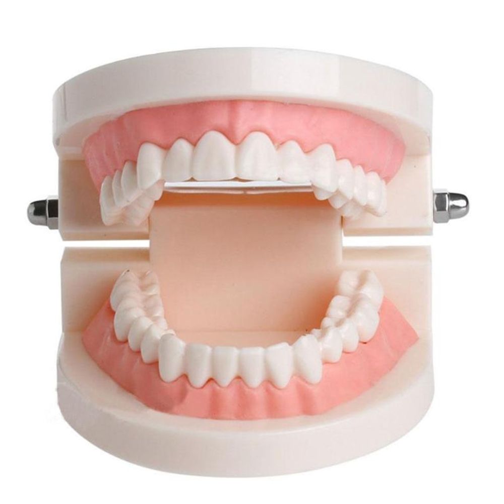 Pro White Dentist Dental Teaching Typodont Demonstration Study Flesh ...