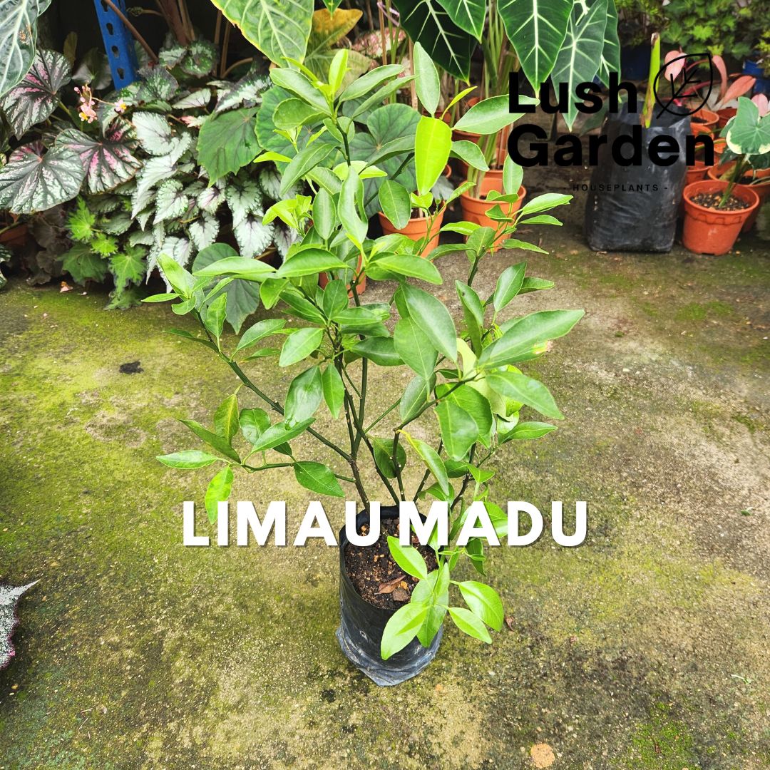 Pokok Limau Madu 蜜柑 树苗 Fruit Tree Live Plant Pokok Buah [Lush Garden ...
