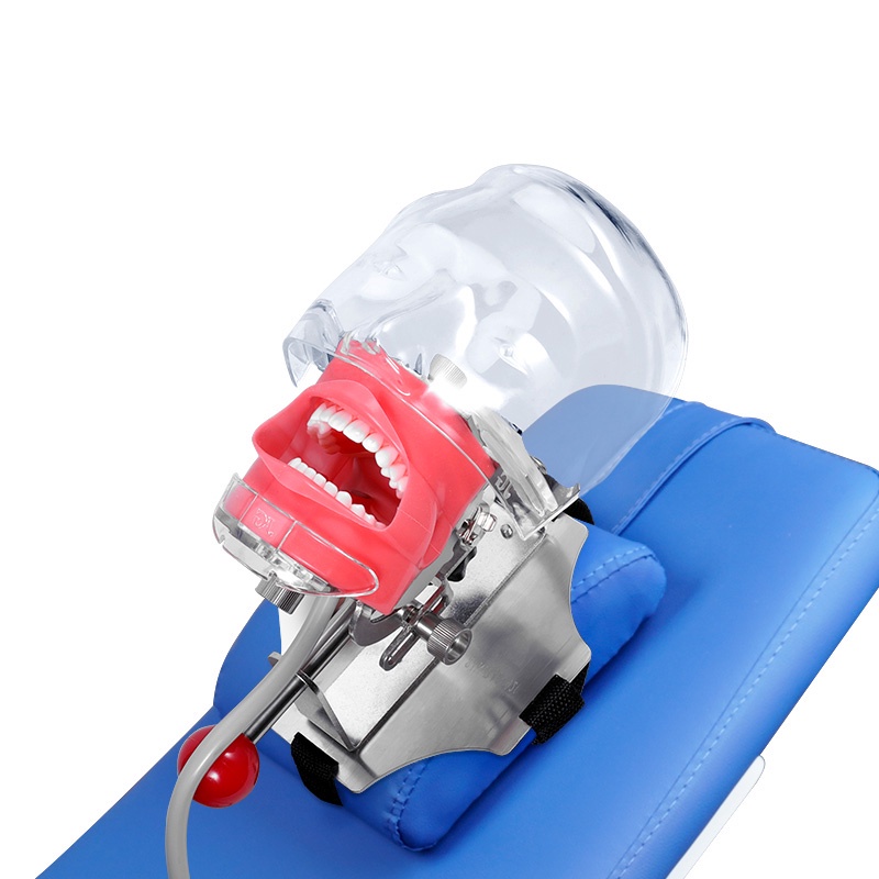 Tooth Model Dental Phantom Head Model with bench mount fo Teeth Model ...