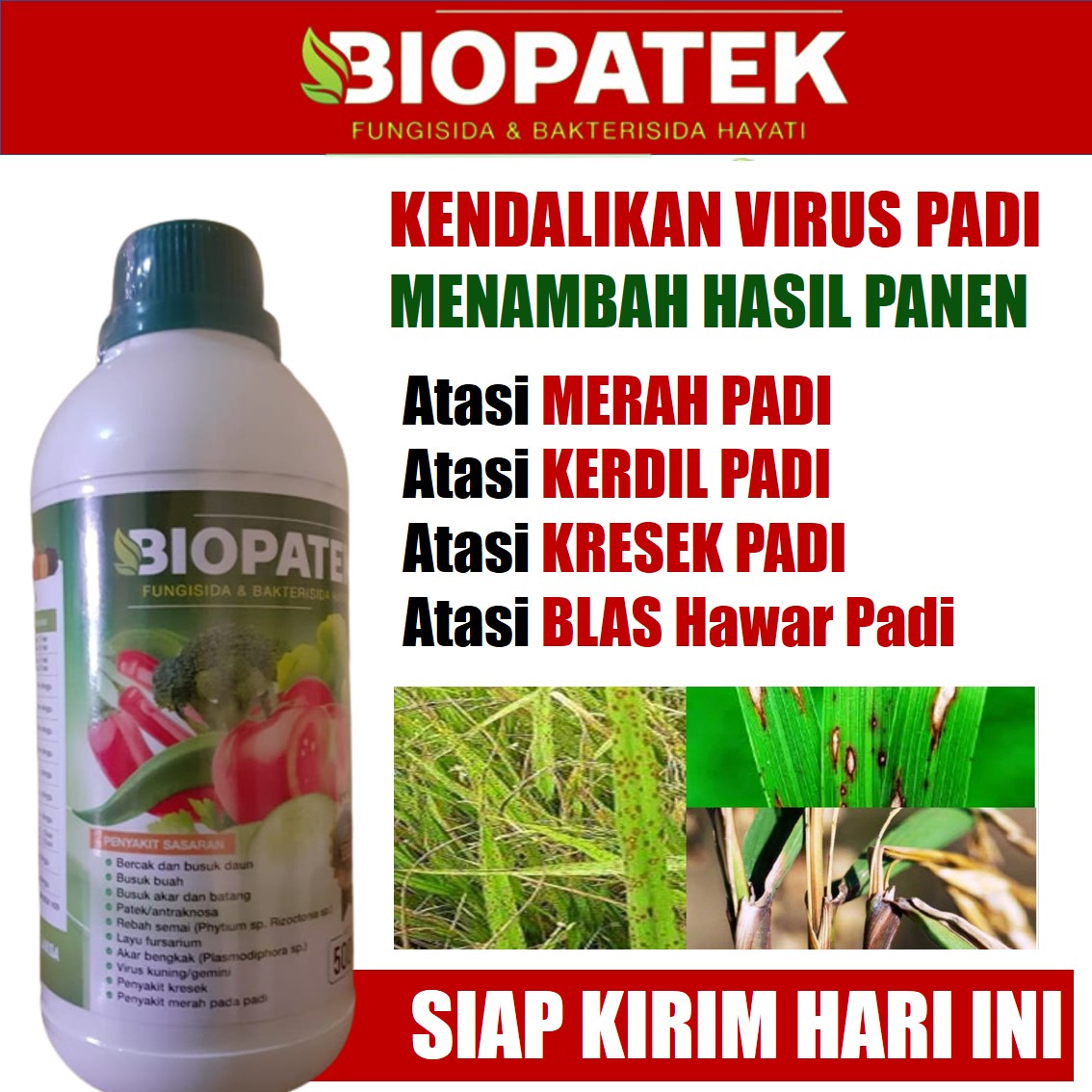 OBAT HAMA PENYAKIT BULIR PADI, KRESEK PADI, BUSUK TANAMAN PADI TERBAIK ...