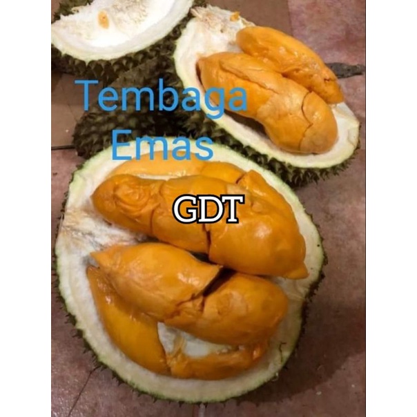 ANAK POKOK DURIAN TEMBAGA EMAS -Pokok rare | Lazada