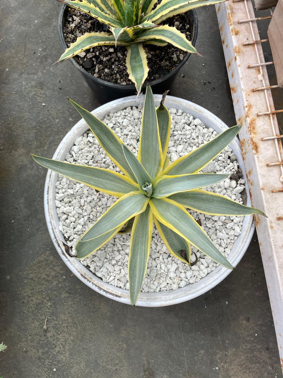 Pumice Stone 2-6mm for plants - Cactus - Succulent | Daraz.pk