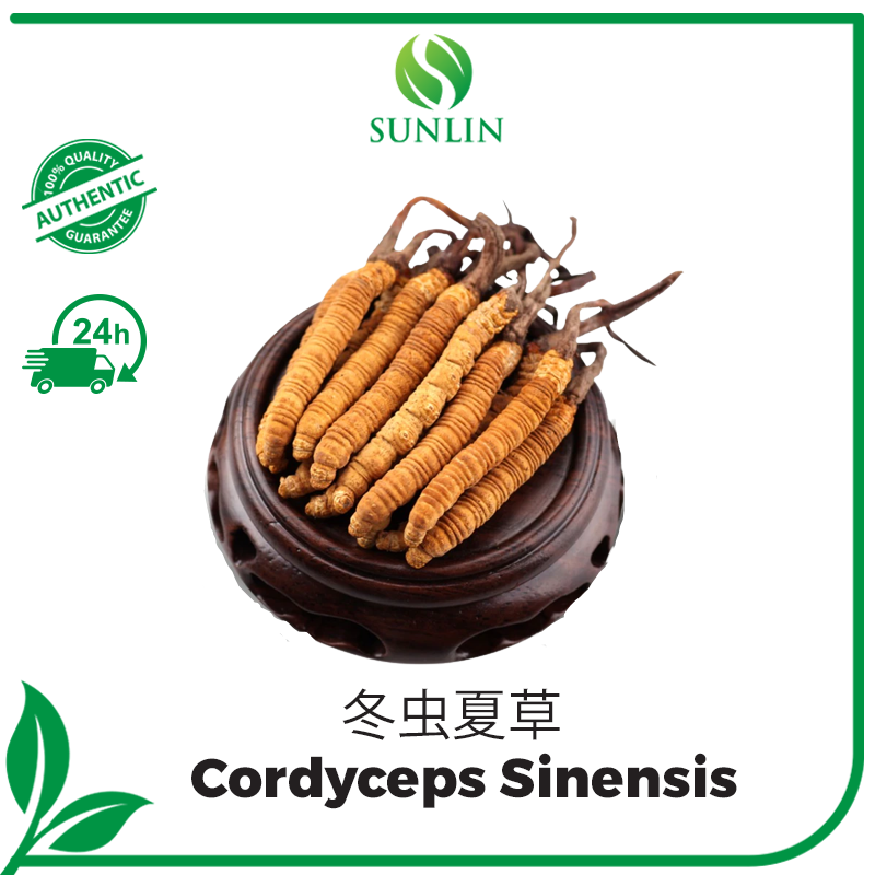 保证正货冬虫草Herbs冬虫夏草 高山益肺止血化痰Ready Stock Malaysia KL良心经营补品药材Original ...