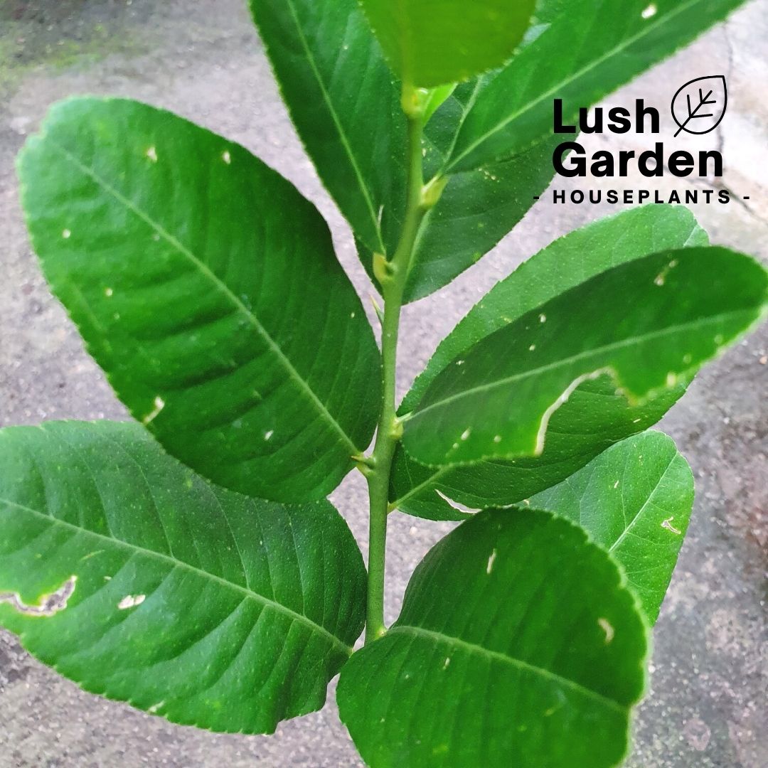 Lemon Tree / Pokok Limau 柠檬树苗 Fruit Tree Live Plant Pokok Buah 果树 [Lush ...