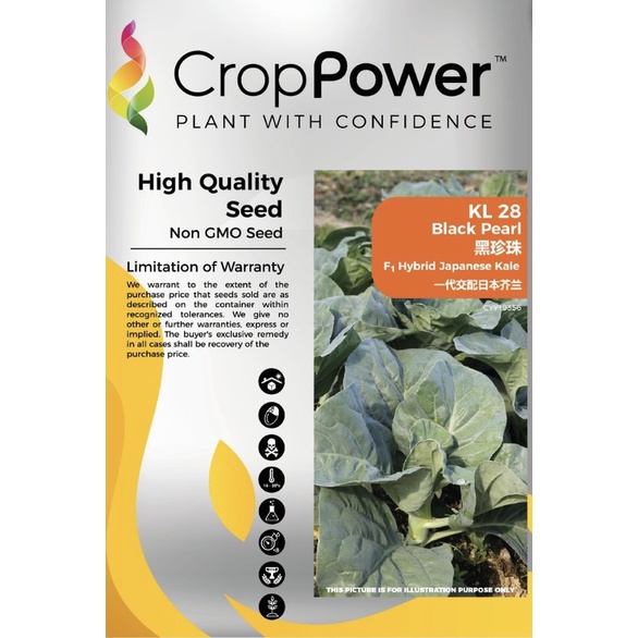 Benih Kale KL28 Black Pearl F1 Hybrid Japanese Kale Crop Power - ( 100g ...