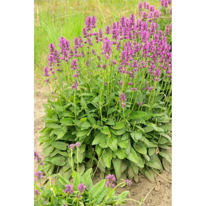 Wood Betony Herb (Stachys officinalis L.) 100GM | Daraz.pk