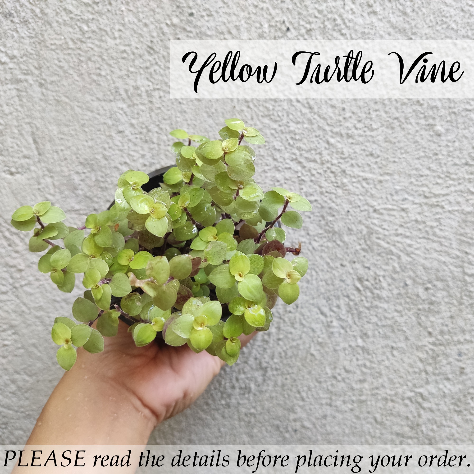 Variegated Turtle Vine : Pink Lady, Yellow | Lazada PH