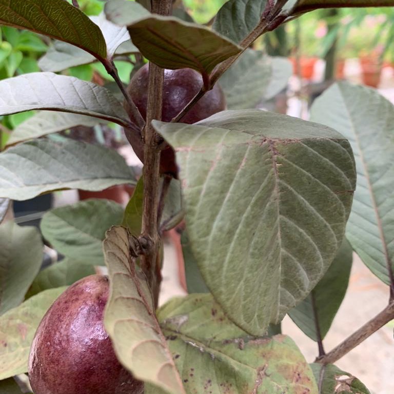 Limited live purple guava with flowers . Edible . Ornamental colored ...