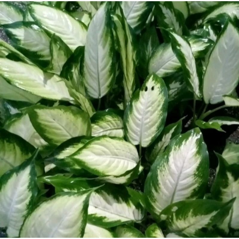 tanaman Tanaman Hias Diven tisu lokal / diven blanceng susu daun rimbun ...