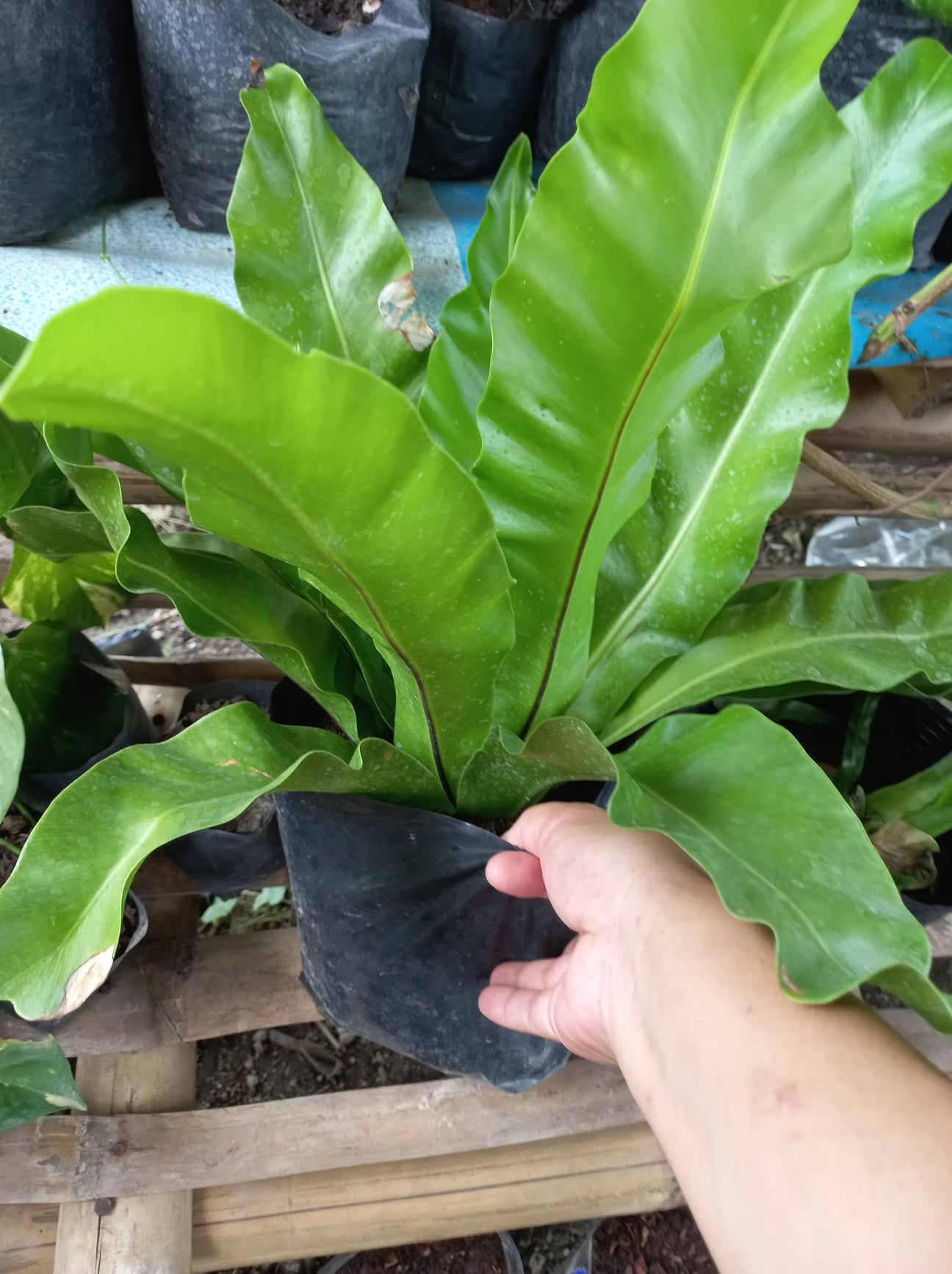 DAPO FEMALE DAPO AND MALE DAPO BIRD NEST INDOOR AND OUTDOOR PLANT REAL ...