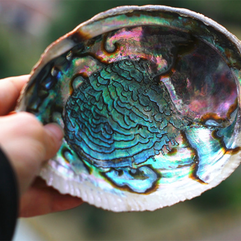 10-12cm Large Rainbow Abalone Shell Charm Beach Seashell Car Office ...
