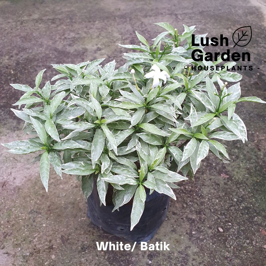 Thai Jasmine/Pokok Bunga Melur Thai 泰国茉莉花 Outdoor Live Plant Pokok ...