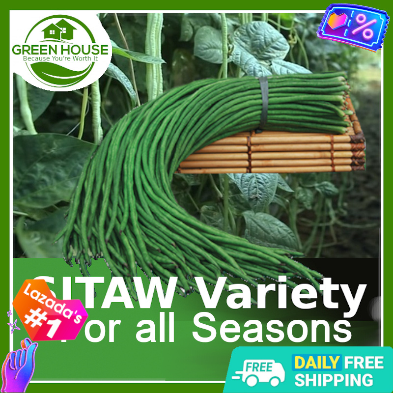 [Green House] Sitaw Seeds for Planting Vegetable Plants (25 Seed) + F R ...