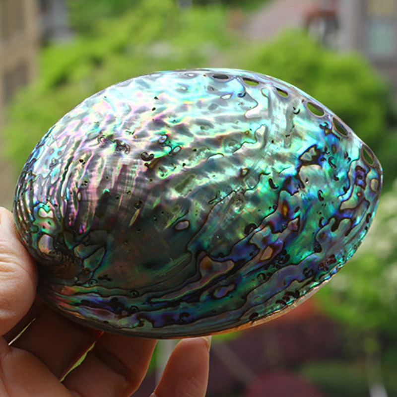 10-12cm Large Rainbow Abalone Shell Charm Beach Seashell Car Office ...