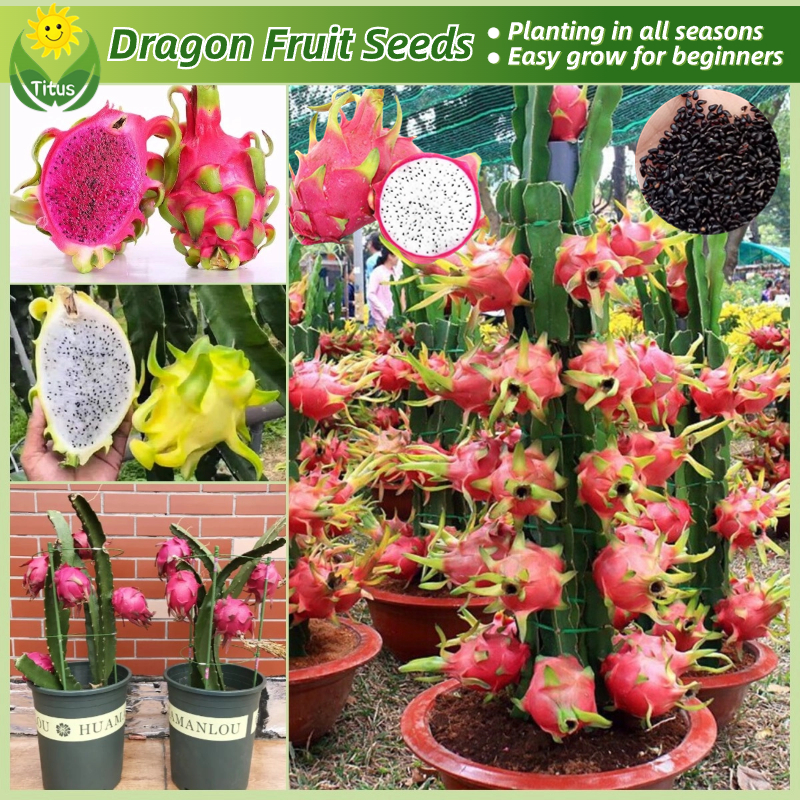 100% Legit Mixed Pitaya Seeds Dragon Fruit Seeds for Planting ...