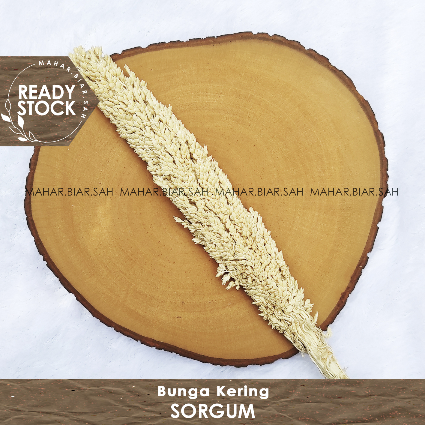 RS Sorgum / Cantel JUMBO / Dried Sorgum / Bunga Sorgom / Dried Flower ...