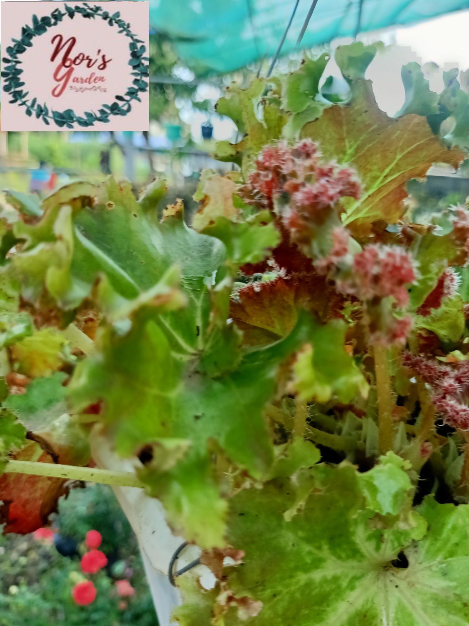 Rare Begonia | Lazada PH