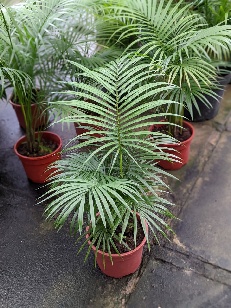 Java Palm - Beautiful Bushy Fuss-Free House Plant | Lazada Singapore