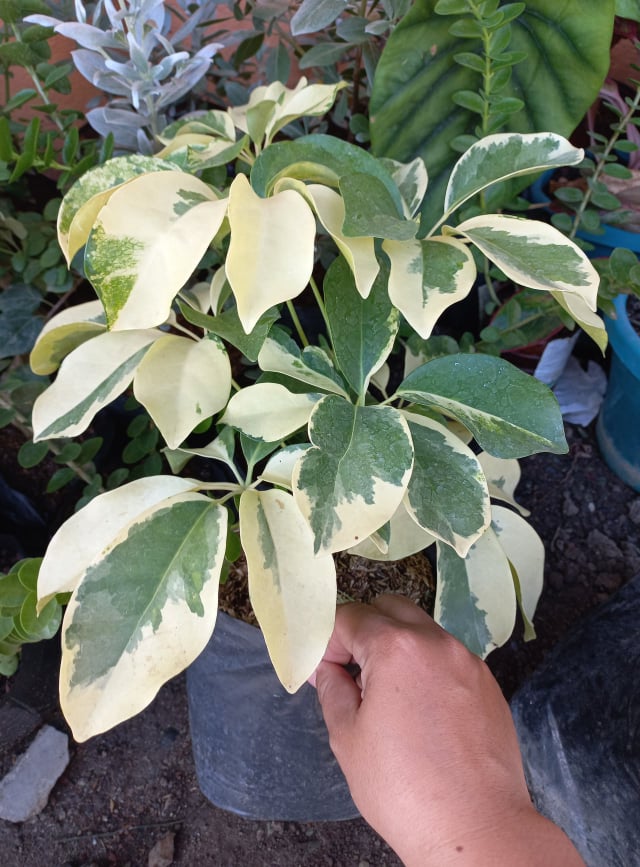 variegated five finger umbrella tree or scheffleras - rooted indoor or ...