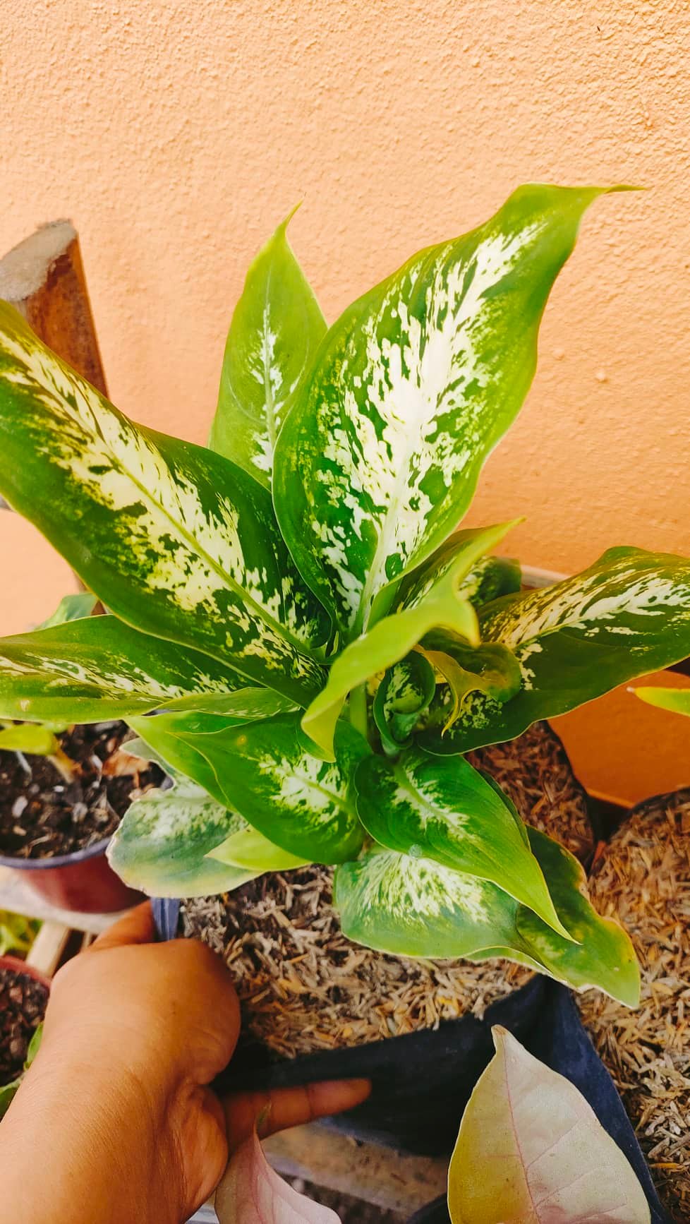 Bonsai Dieffenbachia 'Sparkle' Plant - Dumb Cane -and Dieffenbachia ...