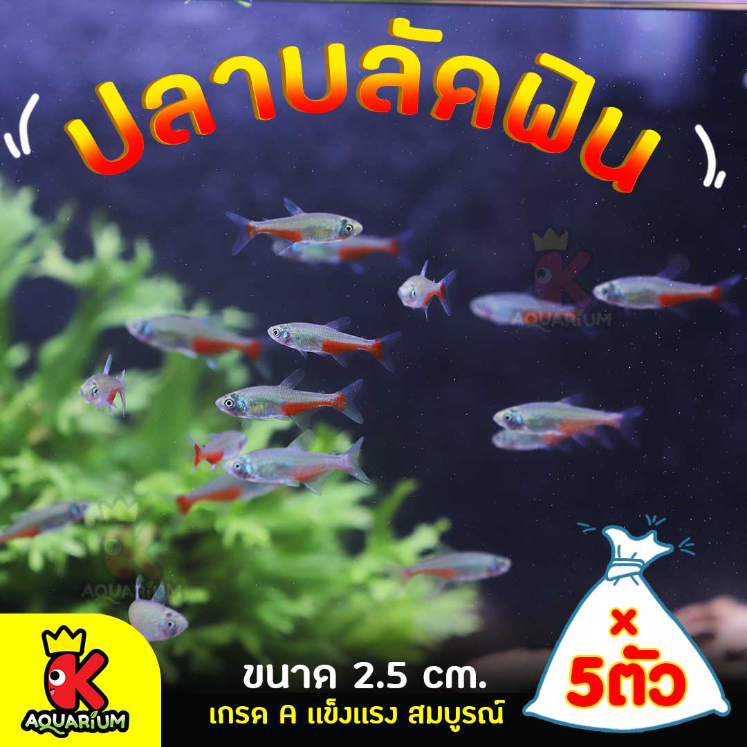 ปลาบลัดฟิน (Red Belly Bloodfin Tetra) ปลาสวยงาม ตัวเล็กน่ารัก สีสวย ...