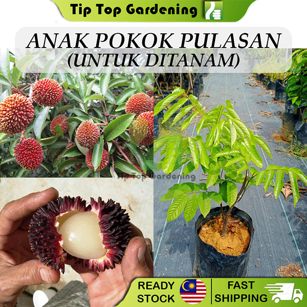 Anak Pokok Pulasan Untuk Ditanam Pokok Hidup Real Live Plant Pulasan ...