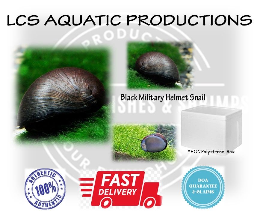 Limited Stock Black Military Helmet Snail best algae eater for aquarium ...