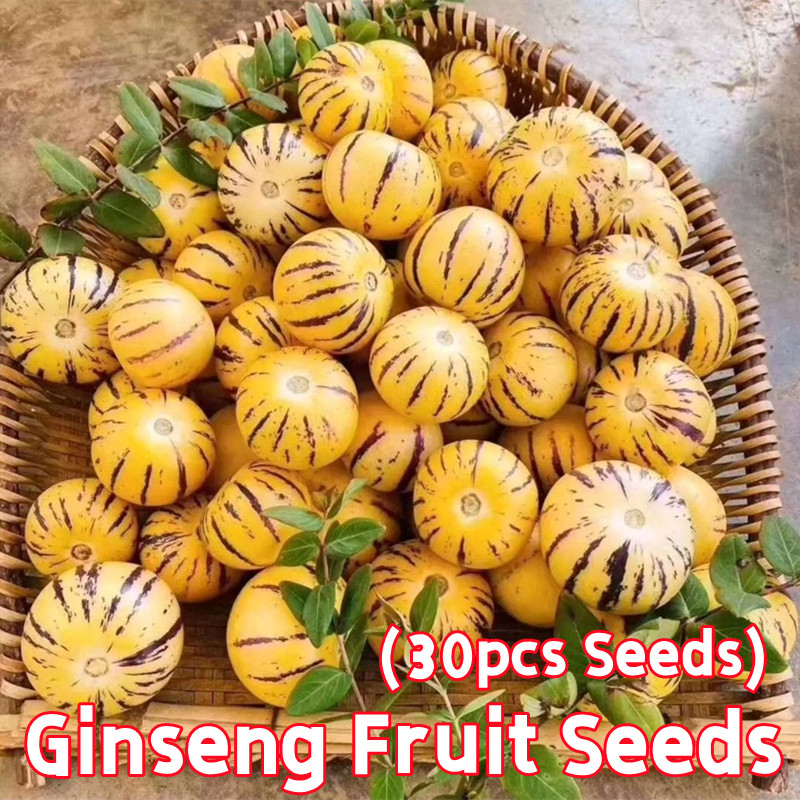 100% Original Ginseng Fruit Seeds for Sale (Fresh 30pcs Seeds) 人参果种子 ...