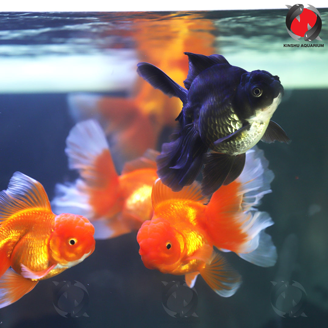 ปลาทองฮอลันดาก๊อตจิ (Gold Fish) คัดสวยๆ ปลาสวยงาม น่ารัก สีสวย คละสี ...